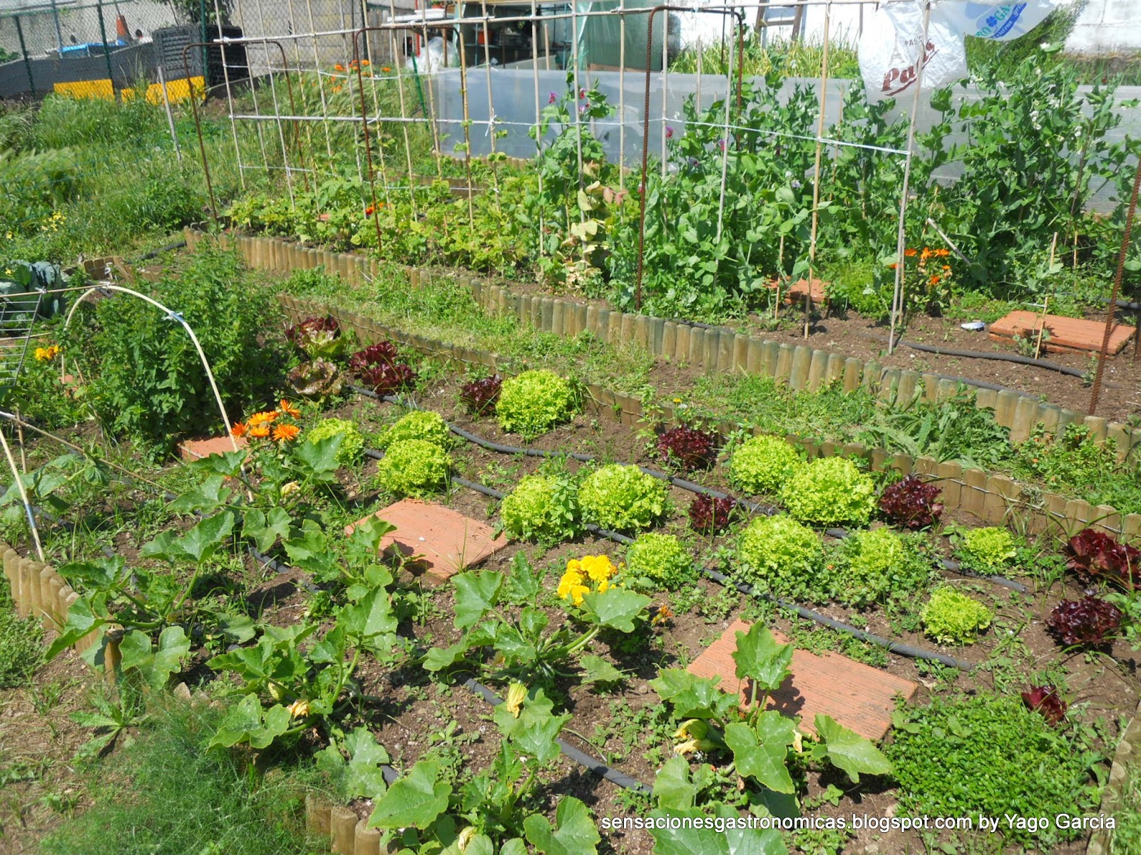 Sensaciones Gastronómicas: Huerto Ecológico 2013 'Parades en Crestall'