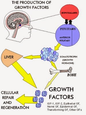 Xét nghiệm Y học: Xét nghiệm Hormon tăng trưởng GH và ý nghĩa lâm sàng