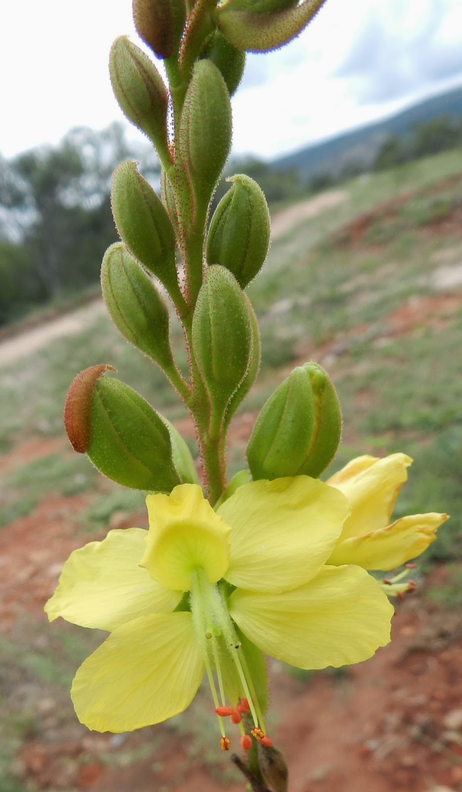 Fabaceae - Leguminosae no Brasil: Erythrostemon