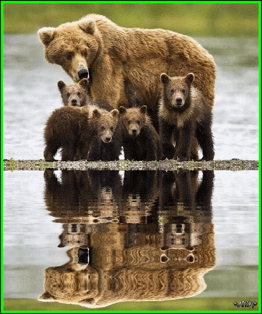 Gif animados andy: Gif animado de osos