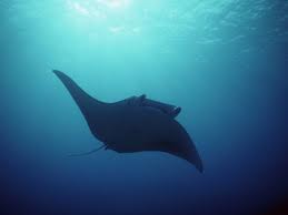 samedi: La Mantarraya