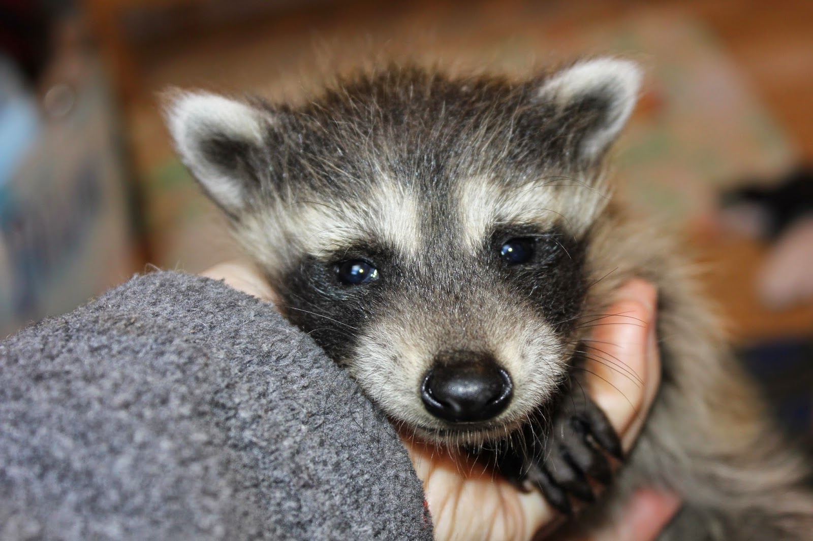 The Laughing Raccoon: Are you ready for some pictures!