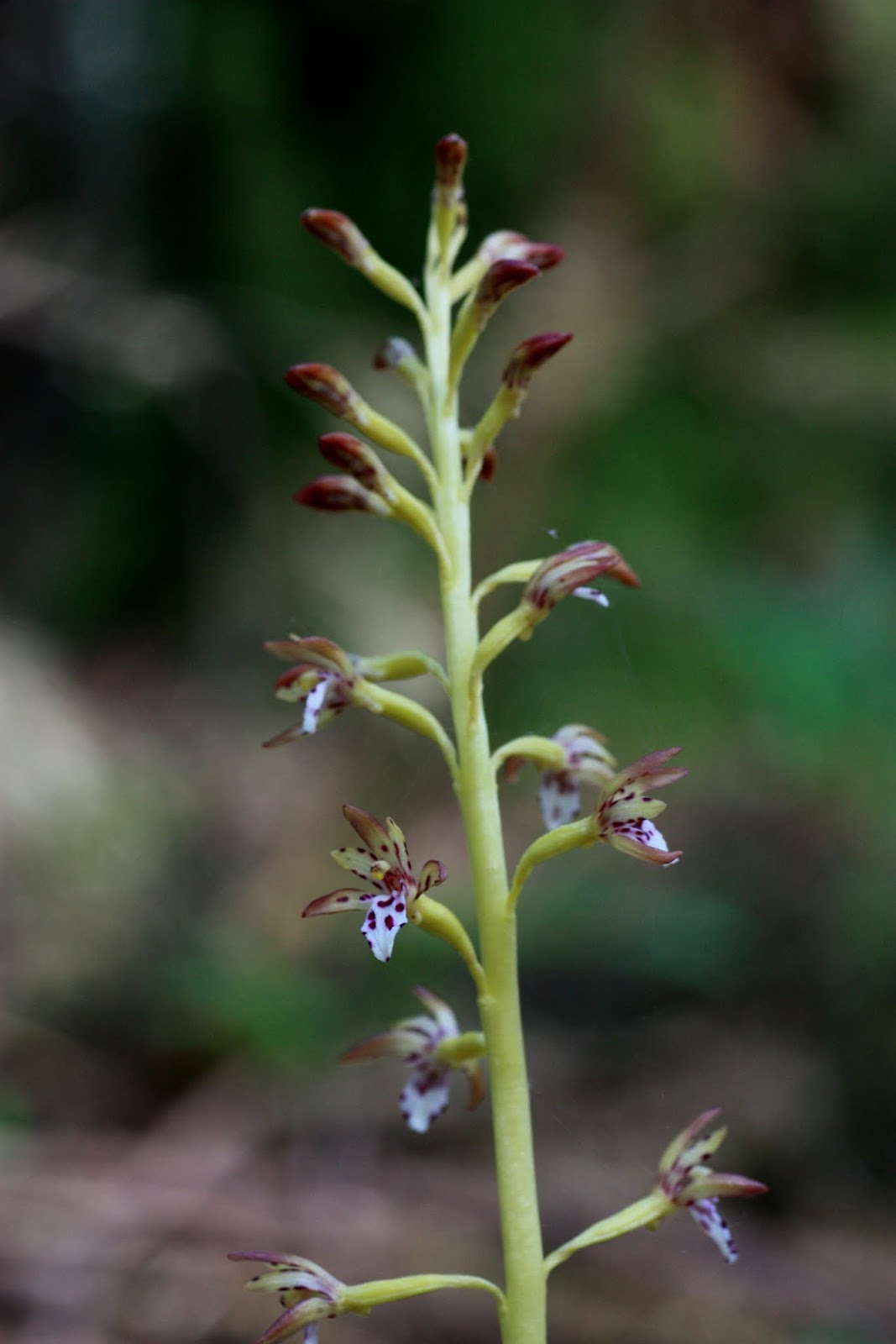 Native Orchids of the Pacific Northwest and the Canadian Rockies (and ...