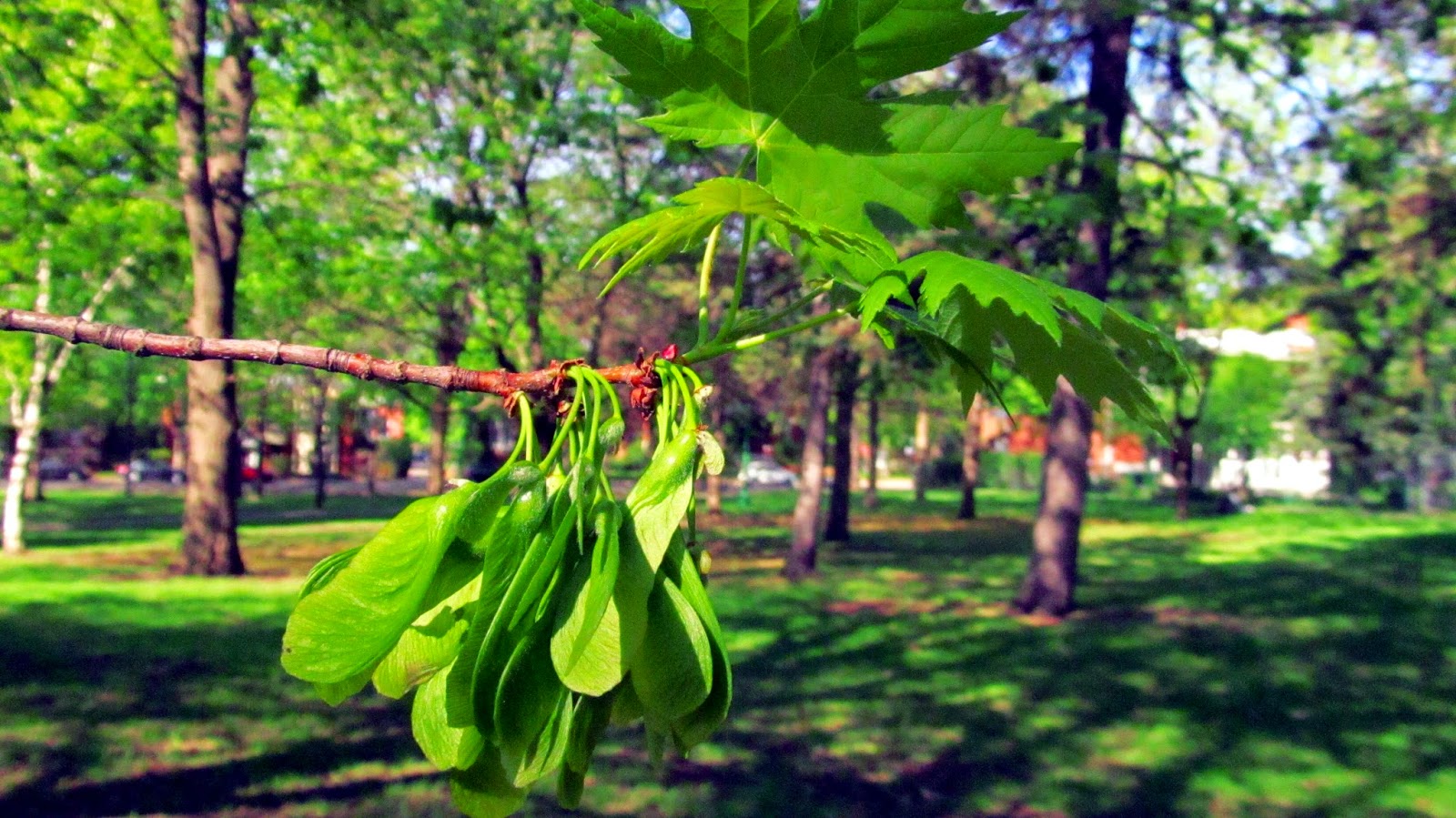 Wandering in Canada: Keys - Samaras - Samares