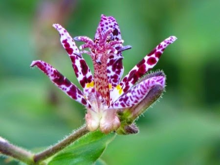 15 Keindahan Bunga Lily dan Penampakanya - Ragam Tanaman