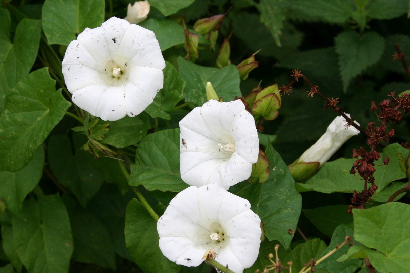 Filnore Woods Blog: Bindweeds