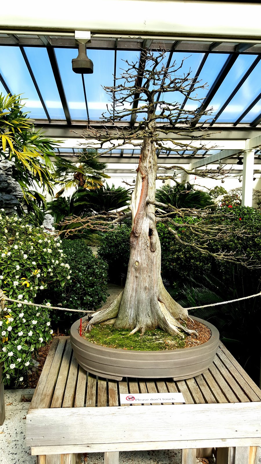 Bonsai-misadventures: The bonsai of the national bonsai and penjing museum