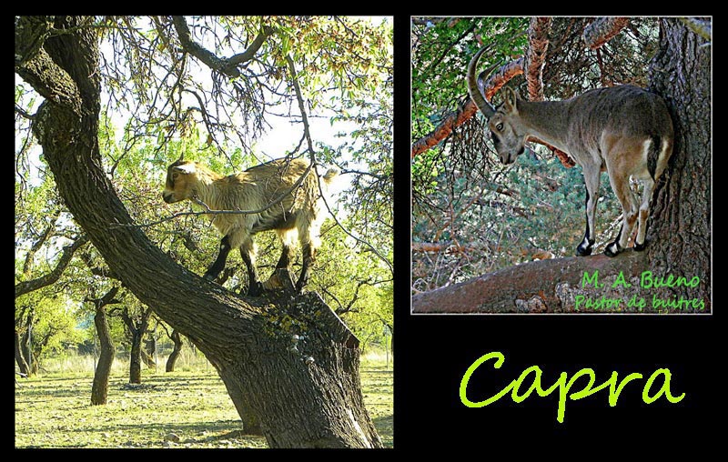 FOTO NATURA HUESCA 2: Capra en los árboles - Capra in the trees