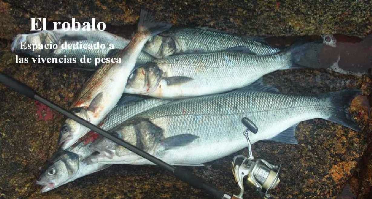 El robalo: Robaliza (también llamada robalo o lubina)