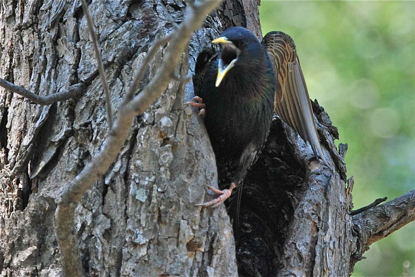 Wild About Texas: Meet the European Starling Family
