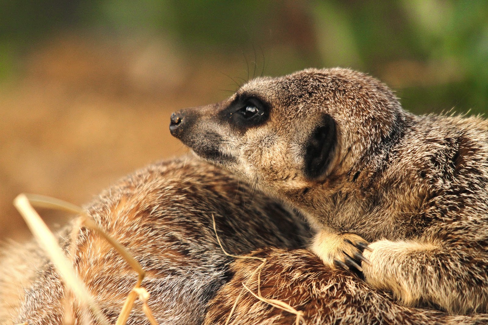 noted: Marwell Wildlife - Sunset Party in the Park