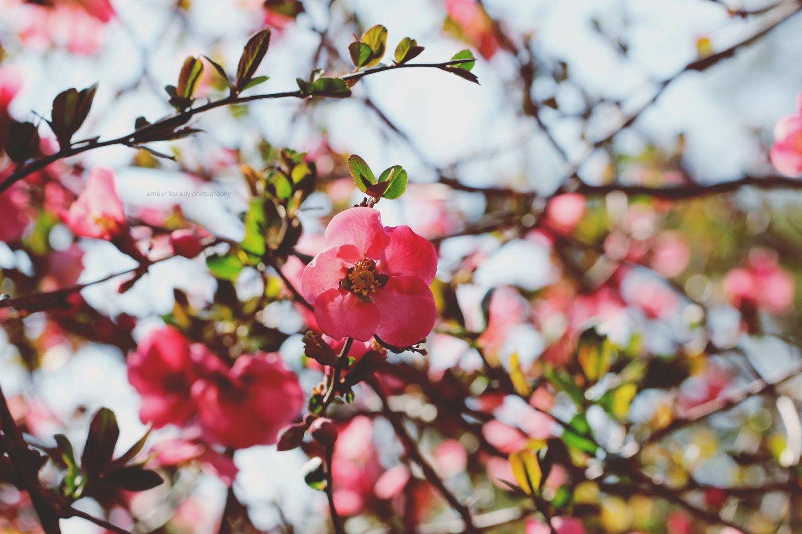 explore: spring delights. — wildbloom