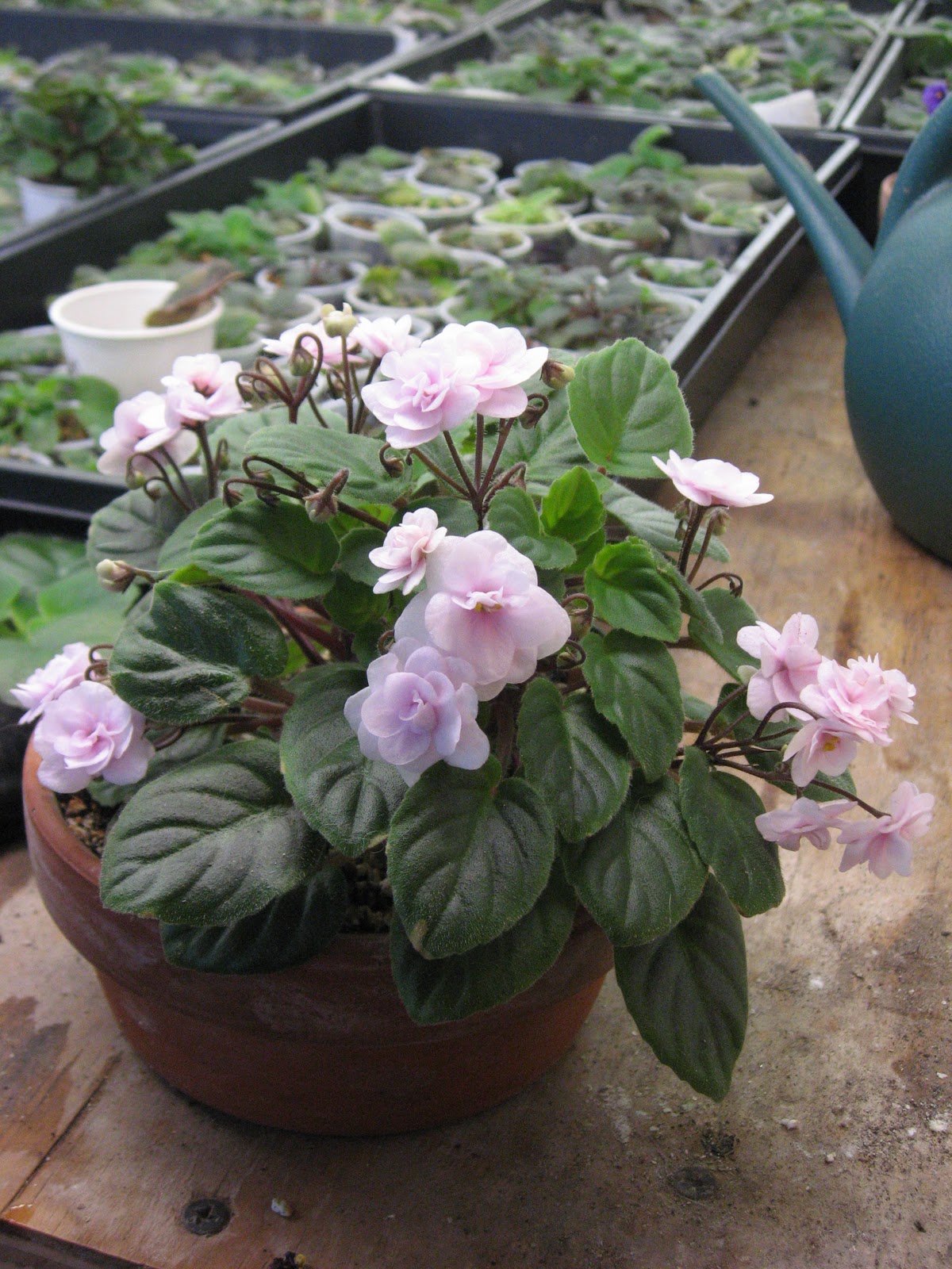 Shanti's African violets: Featured violet: Rob's Vanilla Trail