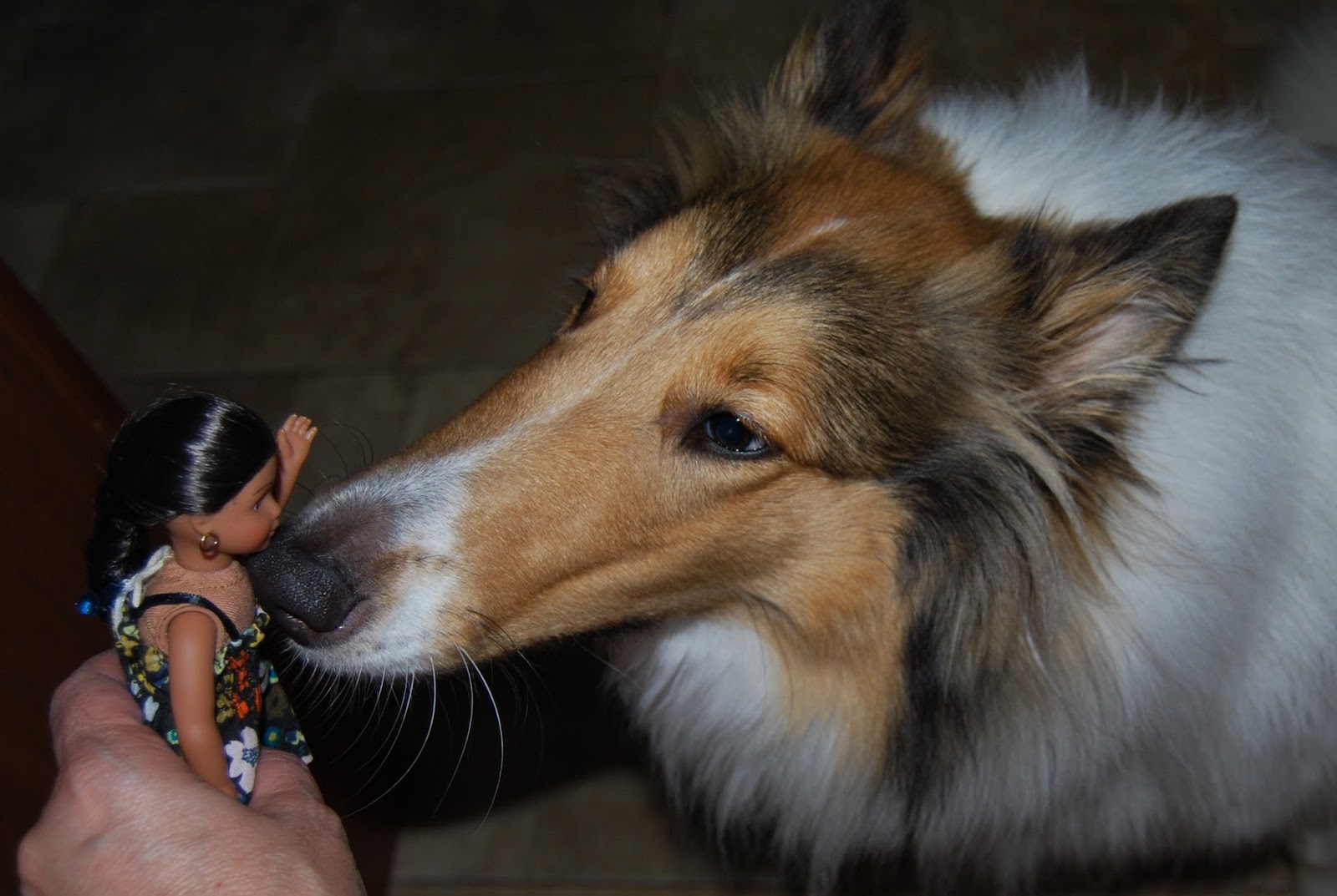 Lissie & Lilly: Mini Josie arrives in De Witt, IA