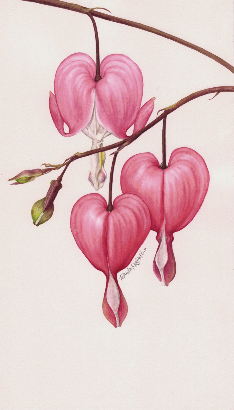 Bleeding Heart Plant Drawing