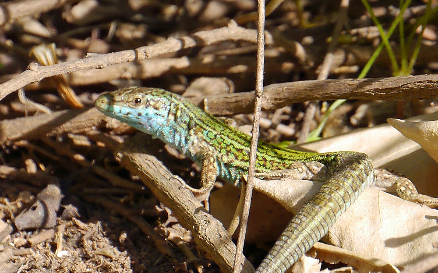 ANFIBIOS Y REPTILES Y PEQUEÑOS MAMIFEROS.: 2015