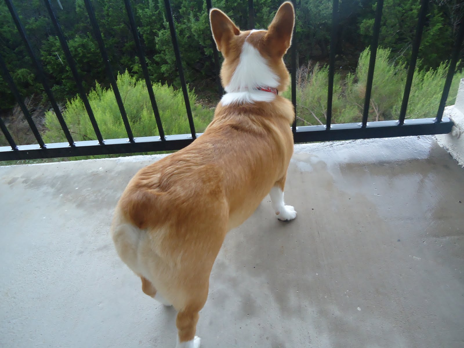 Peanut a Corgi: Shaved butt and more!