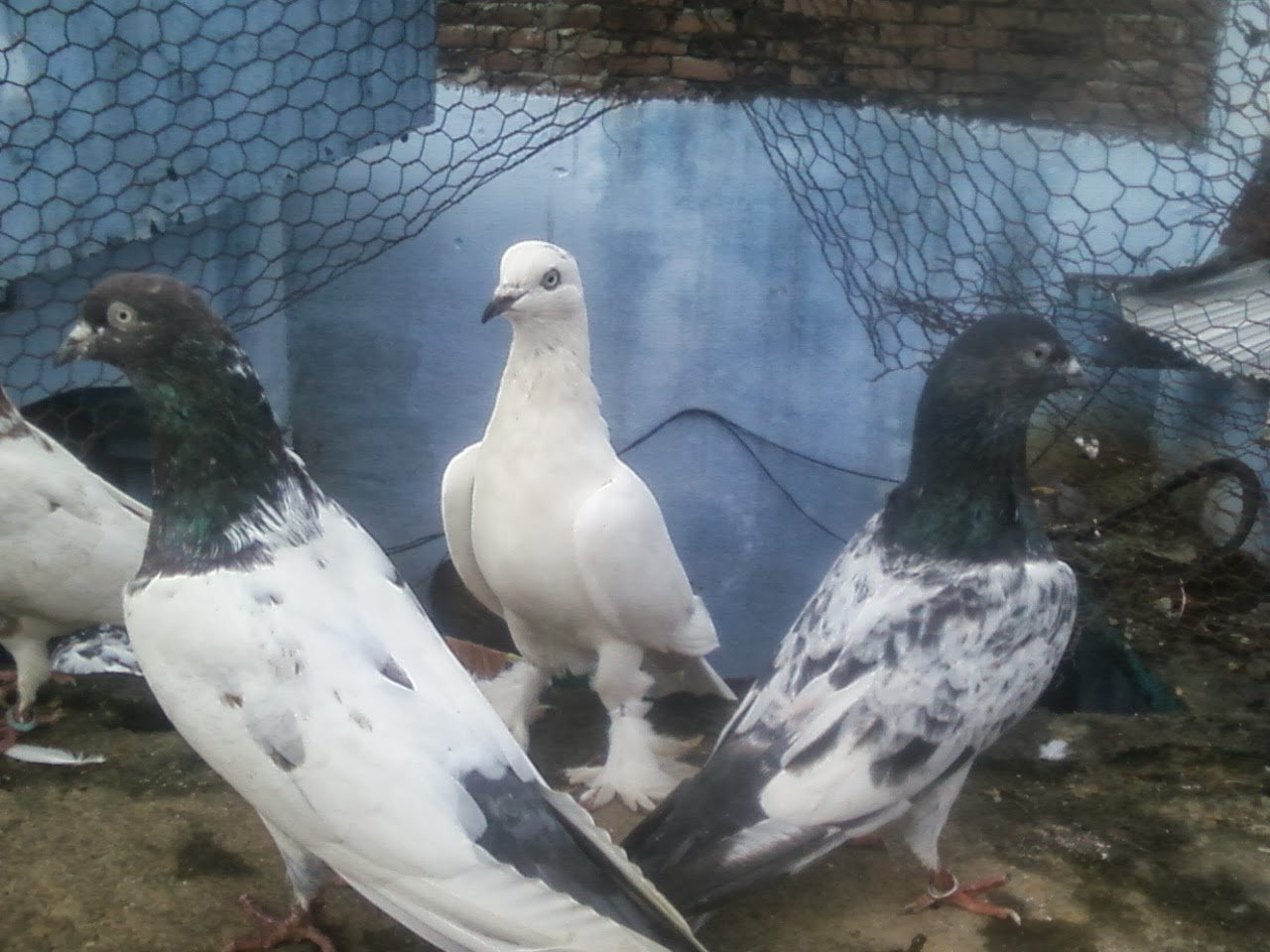 Rampuri Kabooter: Rampuri Kabooter