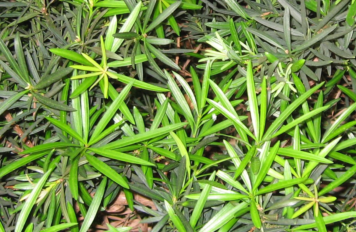 PODOCARPUS MACROPHYLLUS Podocarpaceae BUDDHIST PINE Benefits, Care ...