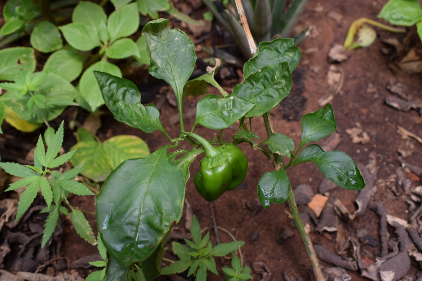 Jardines Urbanos : 2019