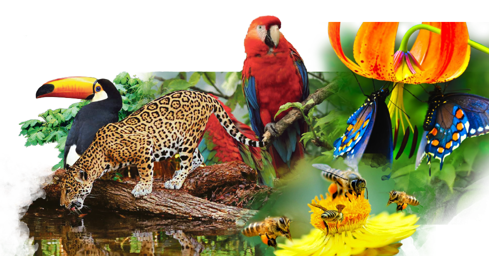 Biodiversidad: Importancia de la biodiversidad