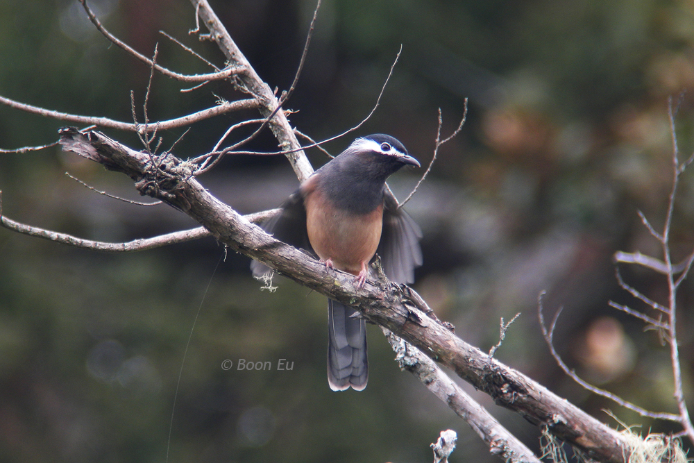 ALL-WILD...: Taiwan's Endemic Laughingthrush and Sibia.