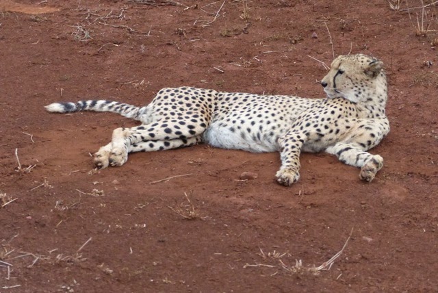 Andrea around the world: Südafrika - das schnellste tier der welt