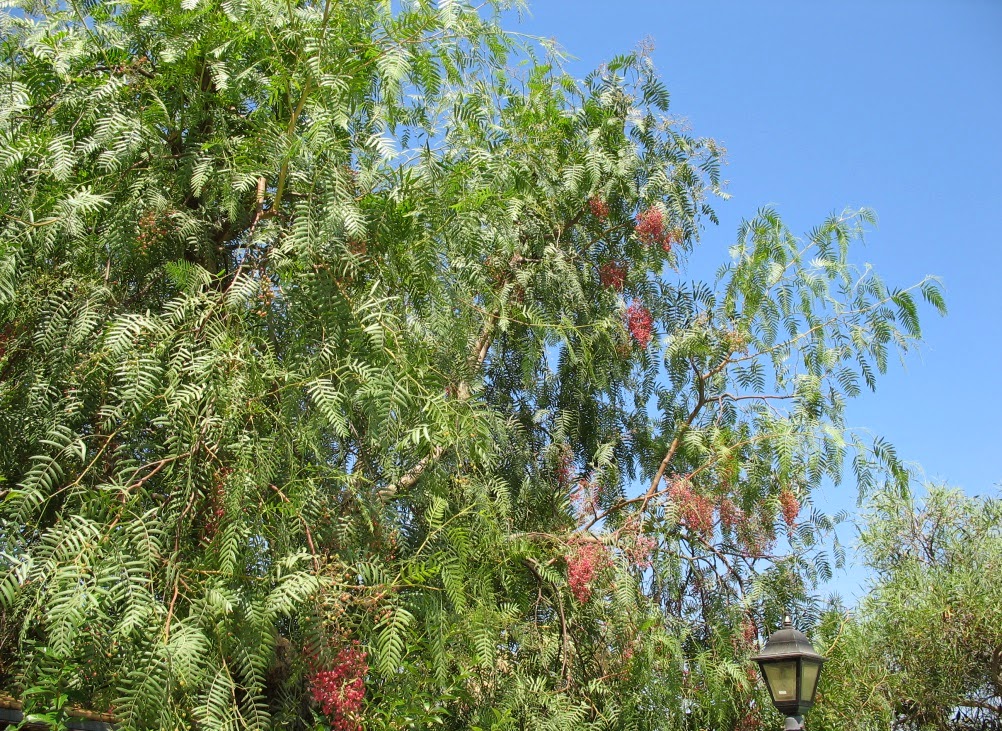 The Nature of My Memories: Peruvian pepper tree