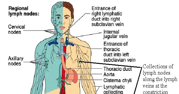 Fungsi Sistem Limfatik Bagi Manusia dan Penjelasannya Secara rinci ...
