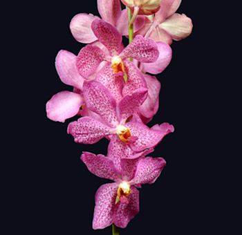 a beautiful disaster