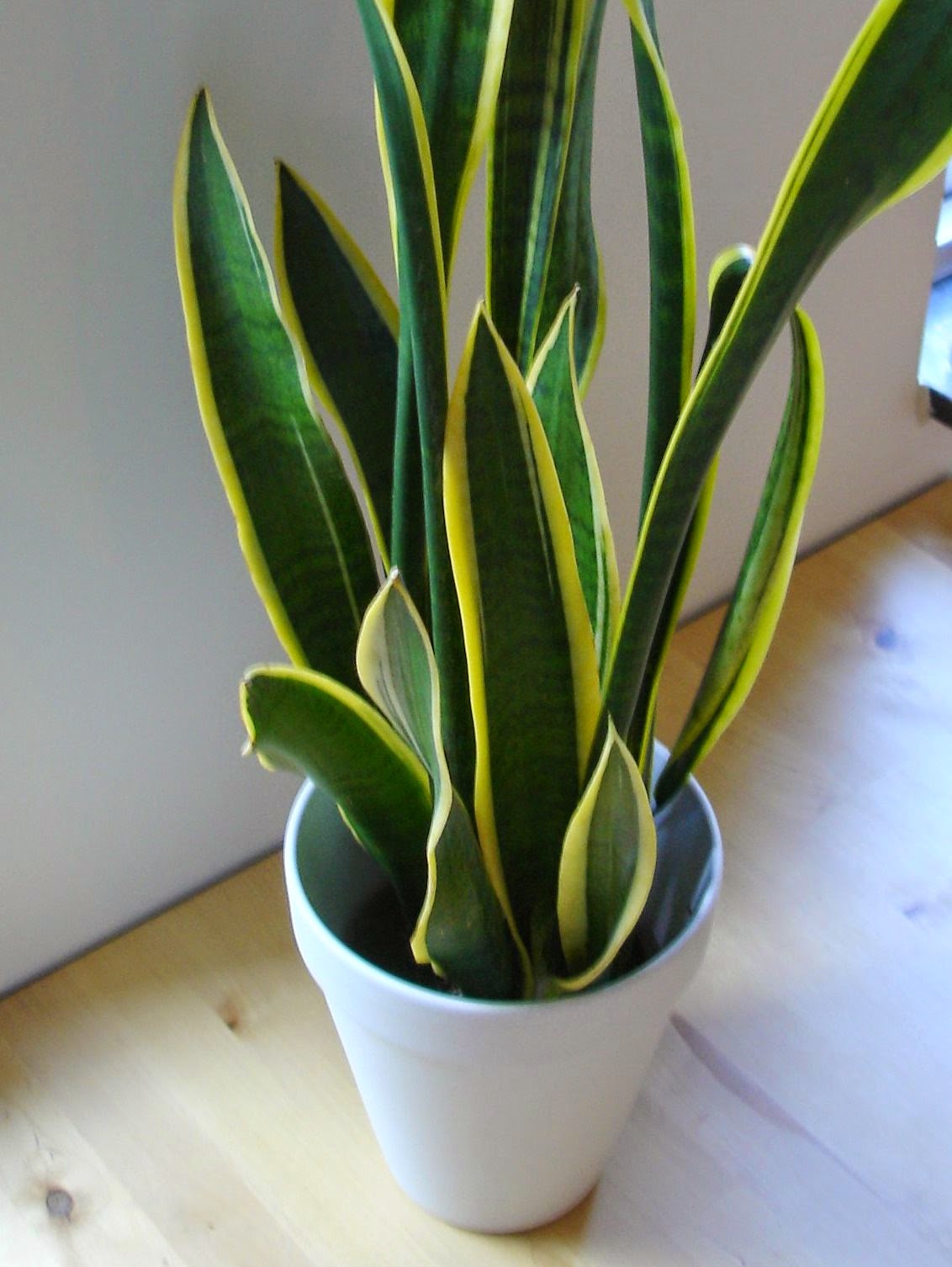 Manfaat dan Khasiat Tanaman Lidah Mertua (Sansevieria Trifasciata Prain ... Manfaat dan Khasiat Tanaman Lidah Mertua (Sansevieria Trifasciata Prain ...