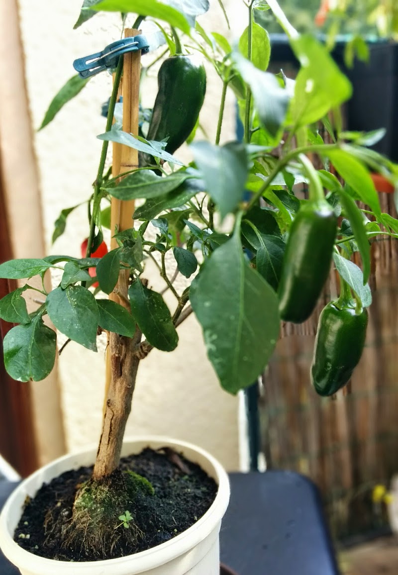 Chili Farmer: Chili Bonsai züchten