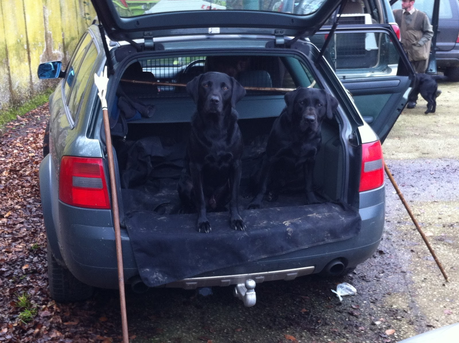 Peniglen Gundog Labradors Blog