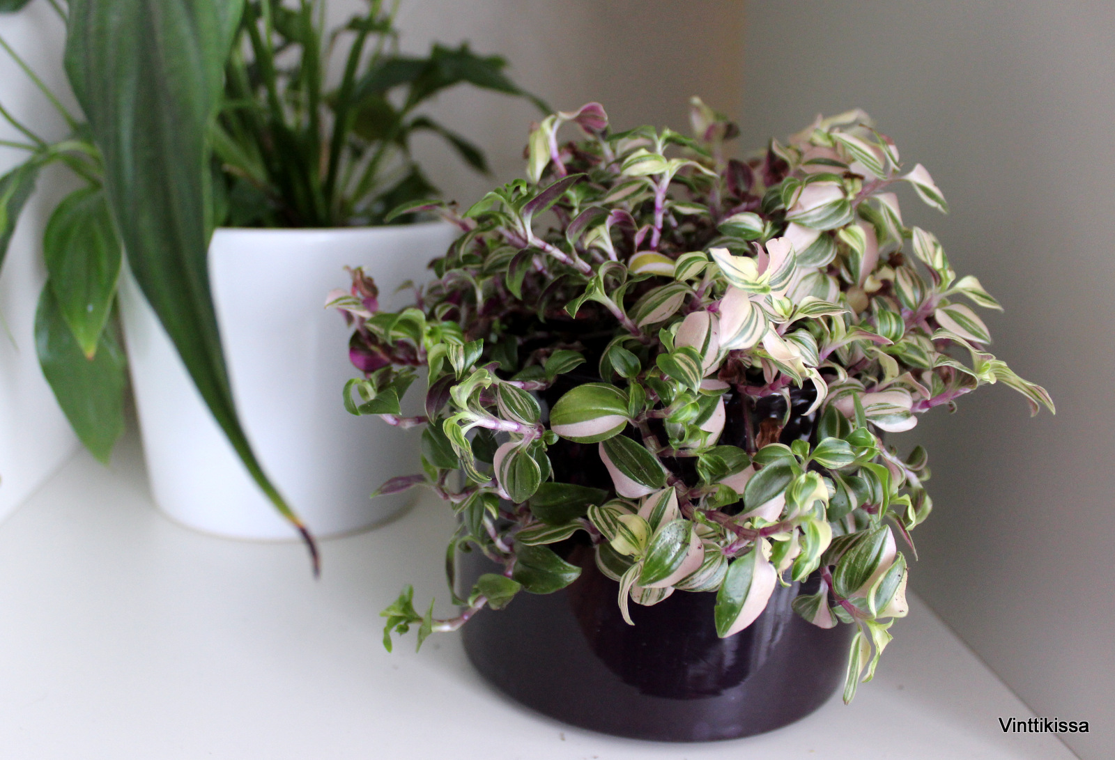 Vinttikissa: Uudet viherkasvit