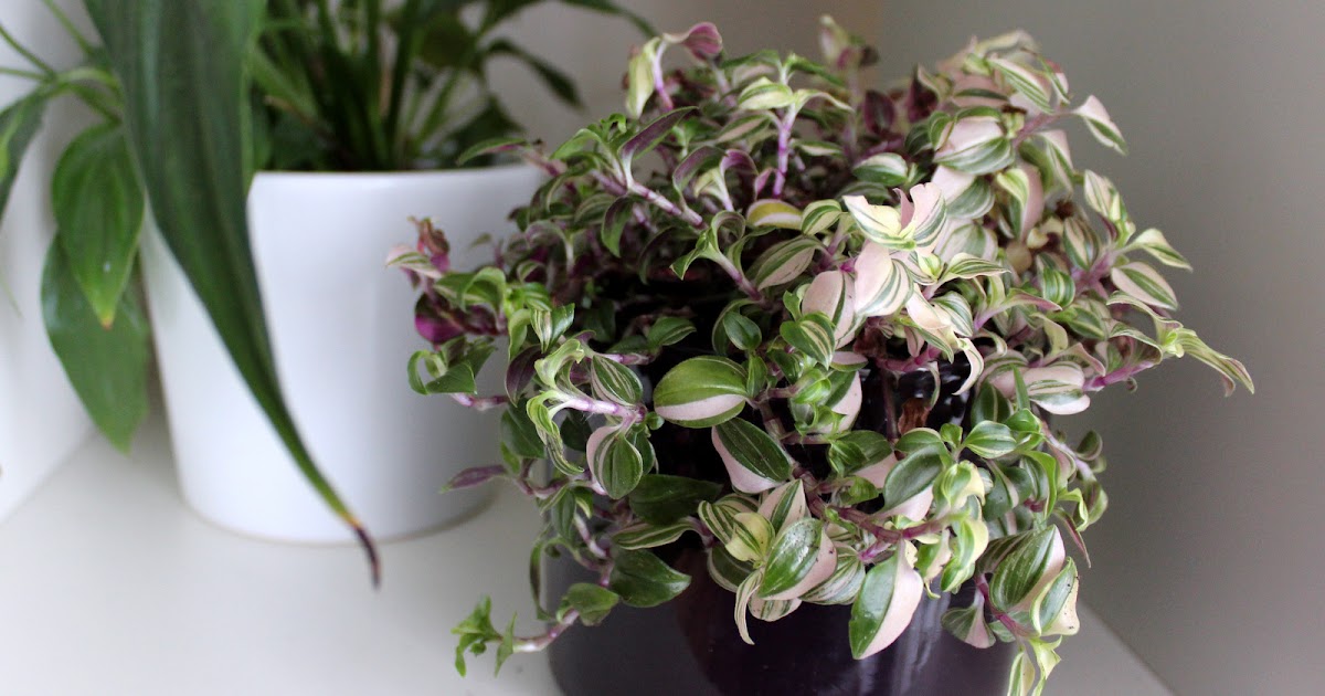 Vinttikissa: Uudet viherkasvit