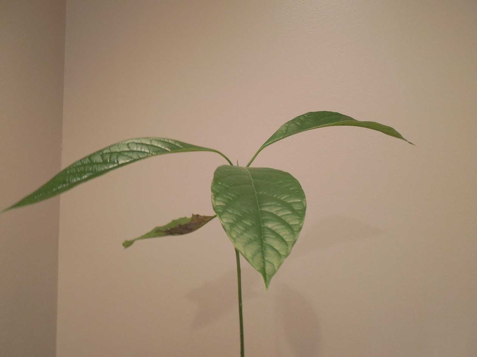 Share it! Science : Saturday Science Experiment: Grow an Avocado!