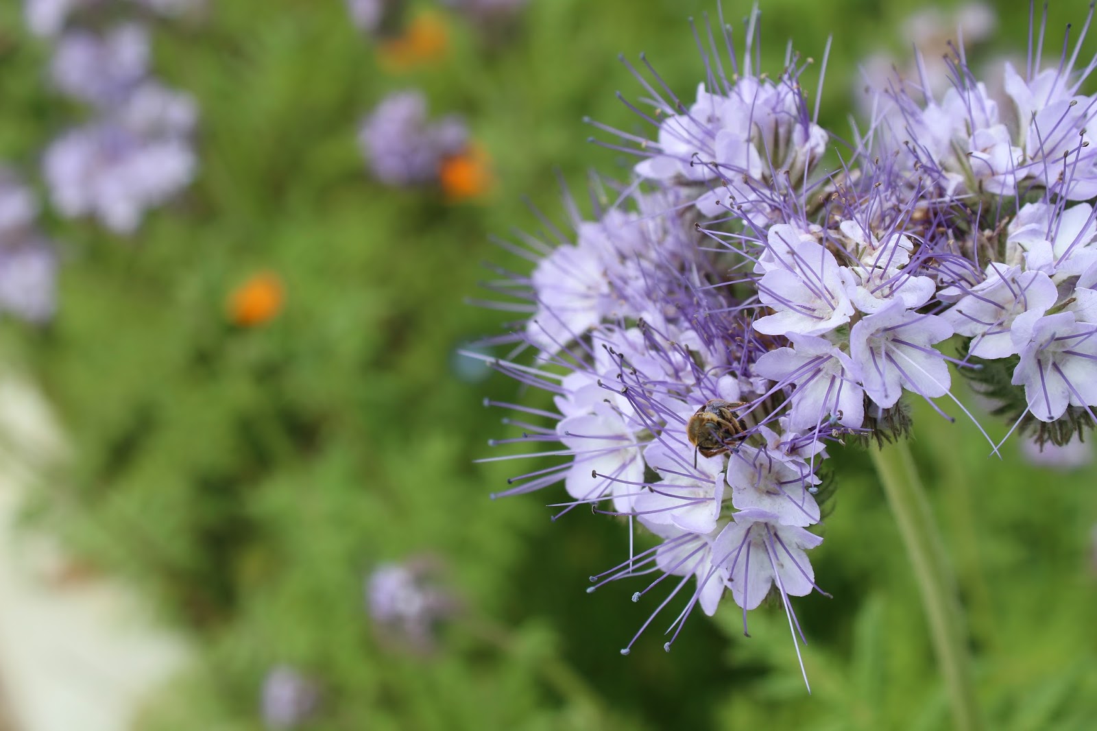 Victory Gardens for Bees: 2017