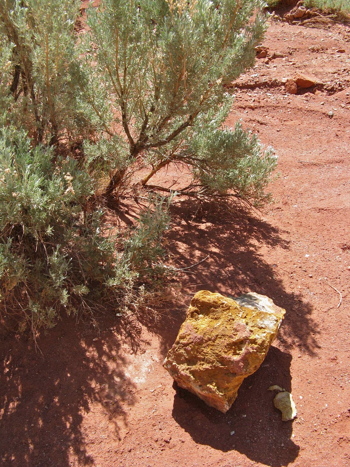 In the Company of Plants and Rocks: Paradox Exposed