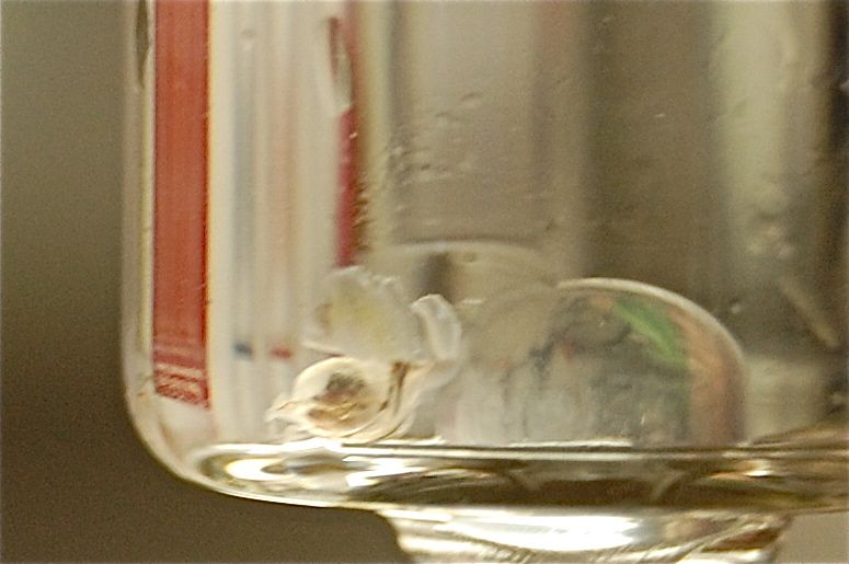 Charismatic Microfauna: Pteropod Physiology