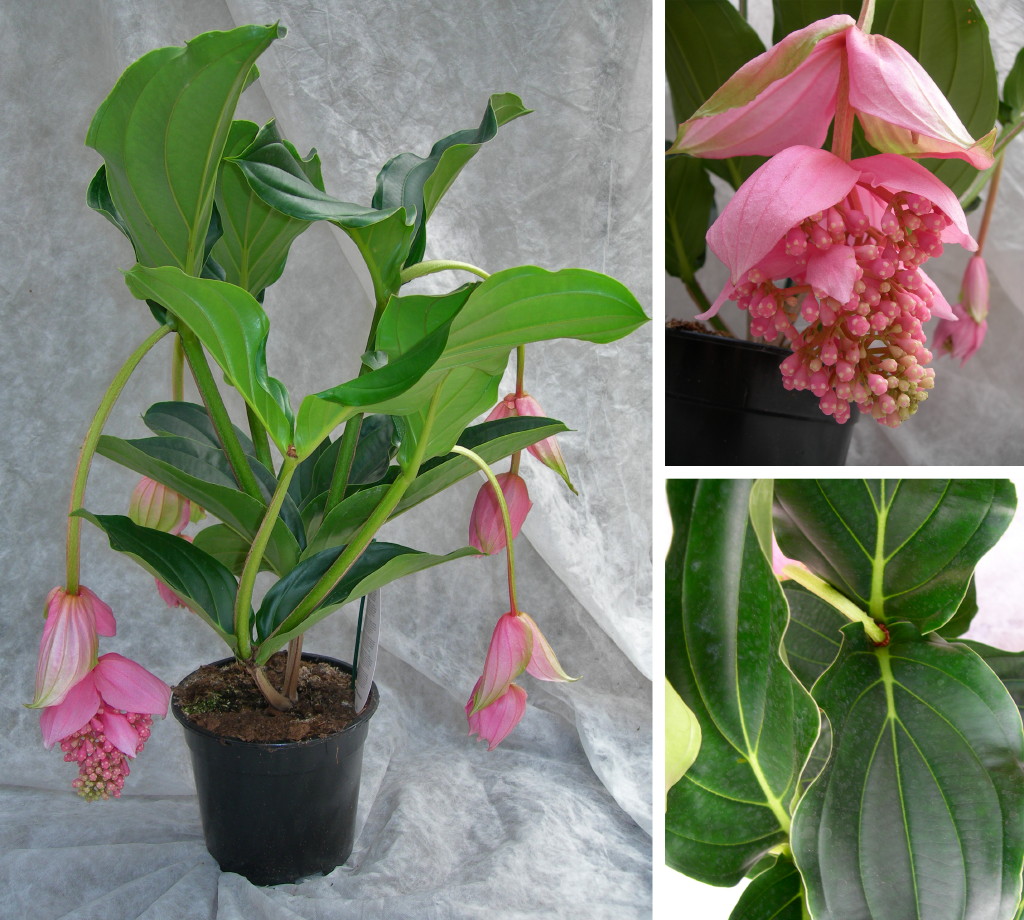 Viveros Vangarden: Magnífica Medinilla