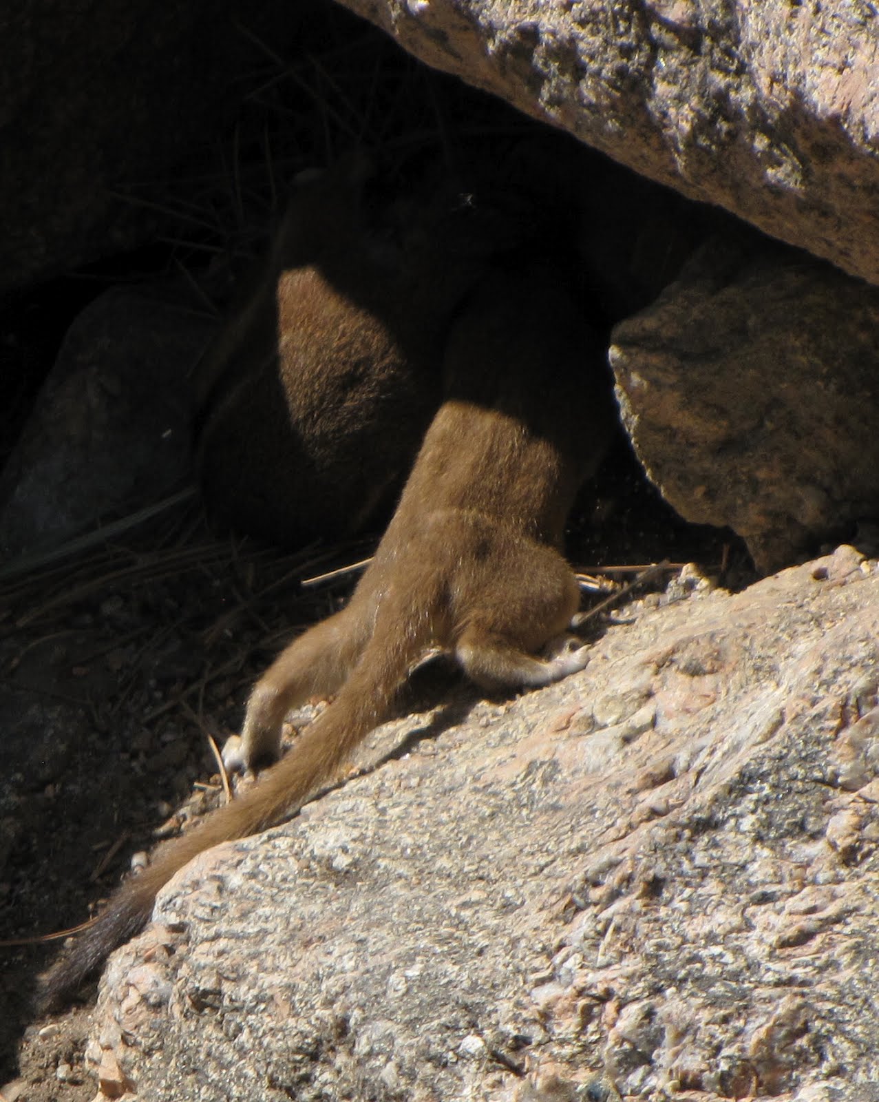 Sense of Misplaced: Nature, red in tooth and claw
