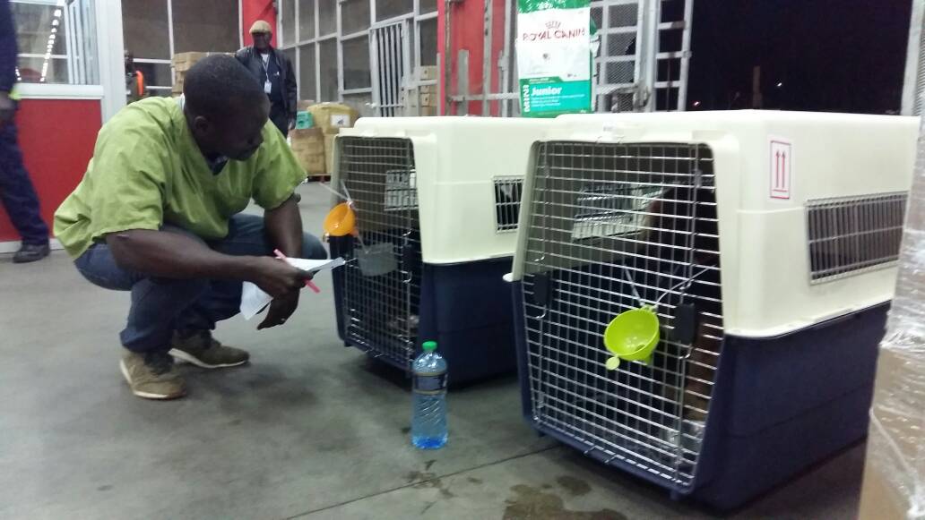 small five VET CLINIC - “Your all-in animal care!”: Pet Movement ...