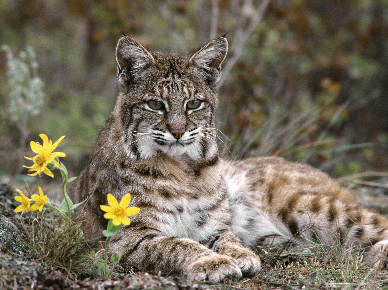 Beautiful Bobcat in the World