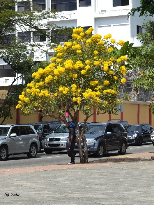Ningún lugar está lejos... en RD: ¿Y si llenamos la ciudad de robles ...