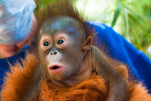 Travel Tuesday - Houston on a Budget..and Splurging! | Carrie with Children