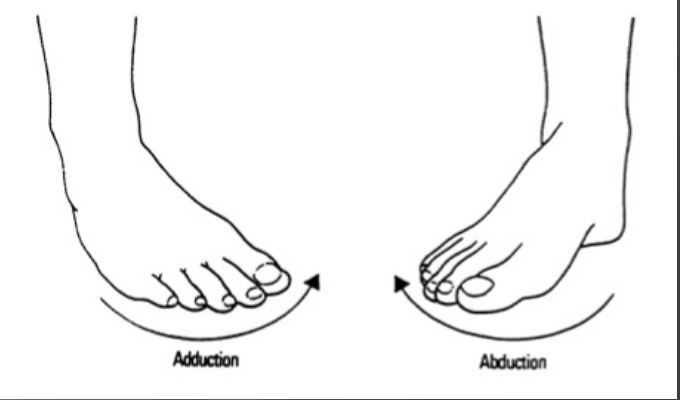Un médecin du sport vous informe: Anatomie fonctionnelle du membre ...