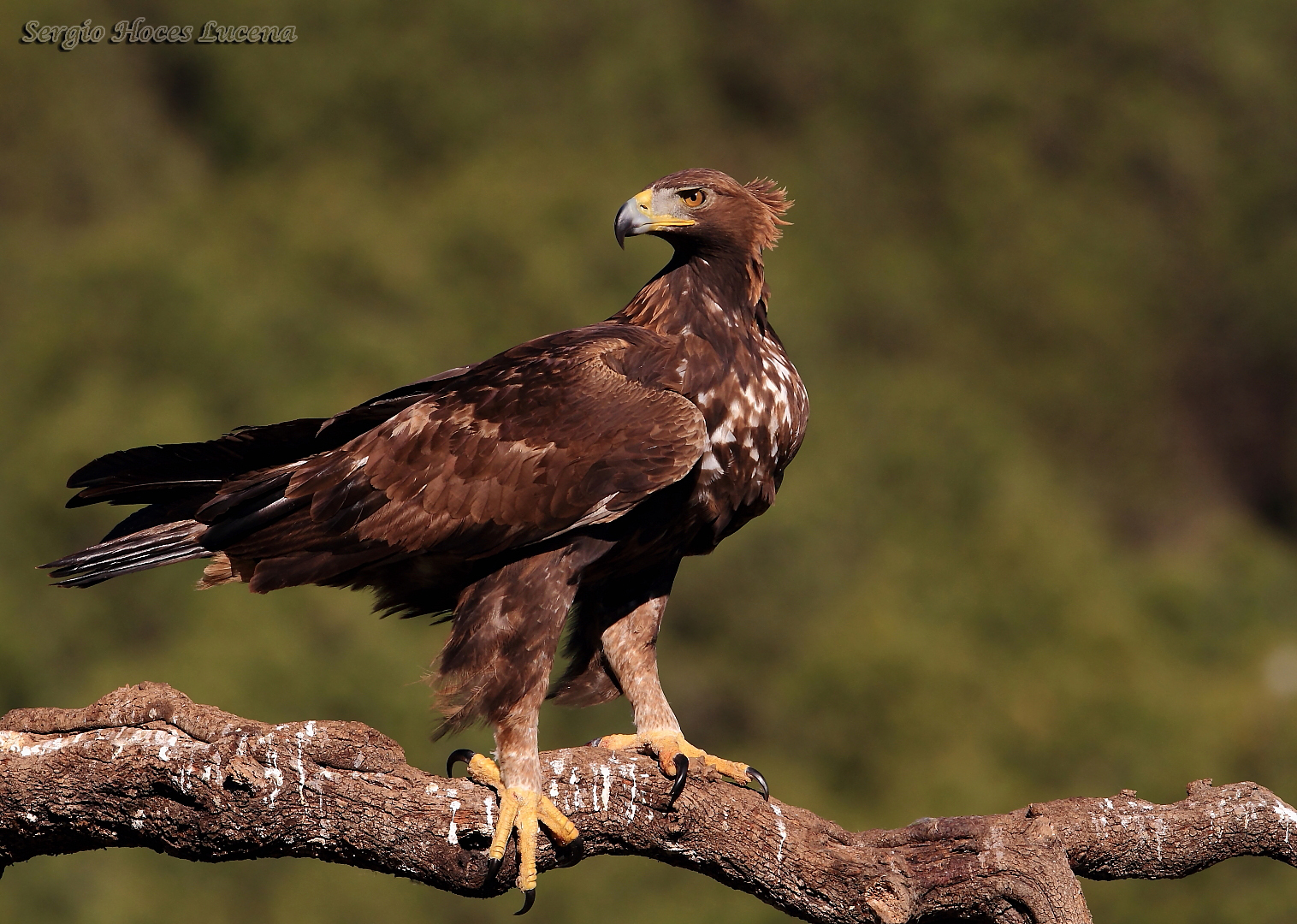Viajes, Salidas, Naturaleza, (Fotografía).: Águila Real (Aquila ...