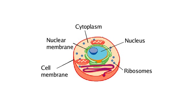 Pengertian Sitoplasma, Bentuk, Bagian Bagian, dan Fungsinya - Cuntorio