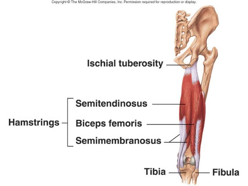 ANIGO PHYSIOTHERAPY: EASIEST WAY TO LEARN MUSCLES OF POSTERIOR ...