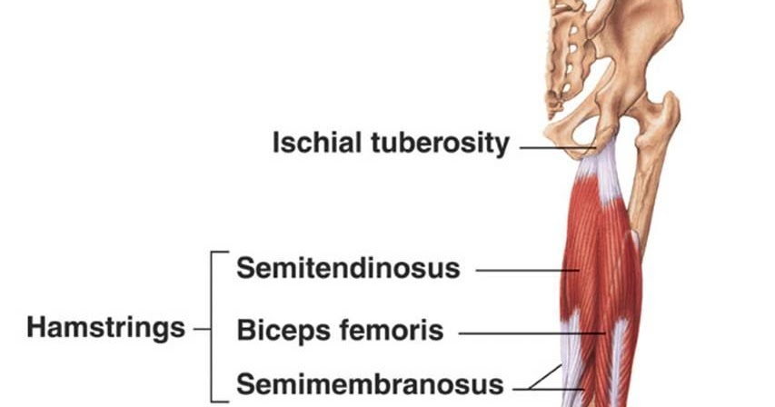 ANIGO PHYSIOTHERAPY: EASIEST WAY TO LEARN MUSCLES OF POSTERIOR ...